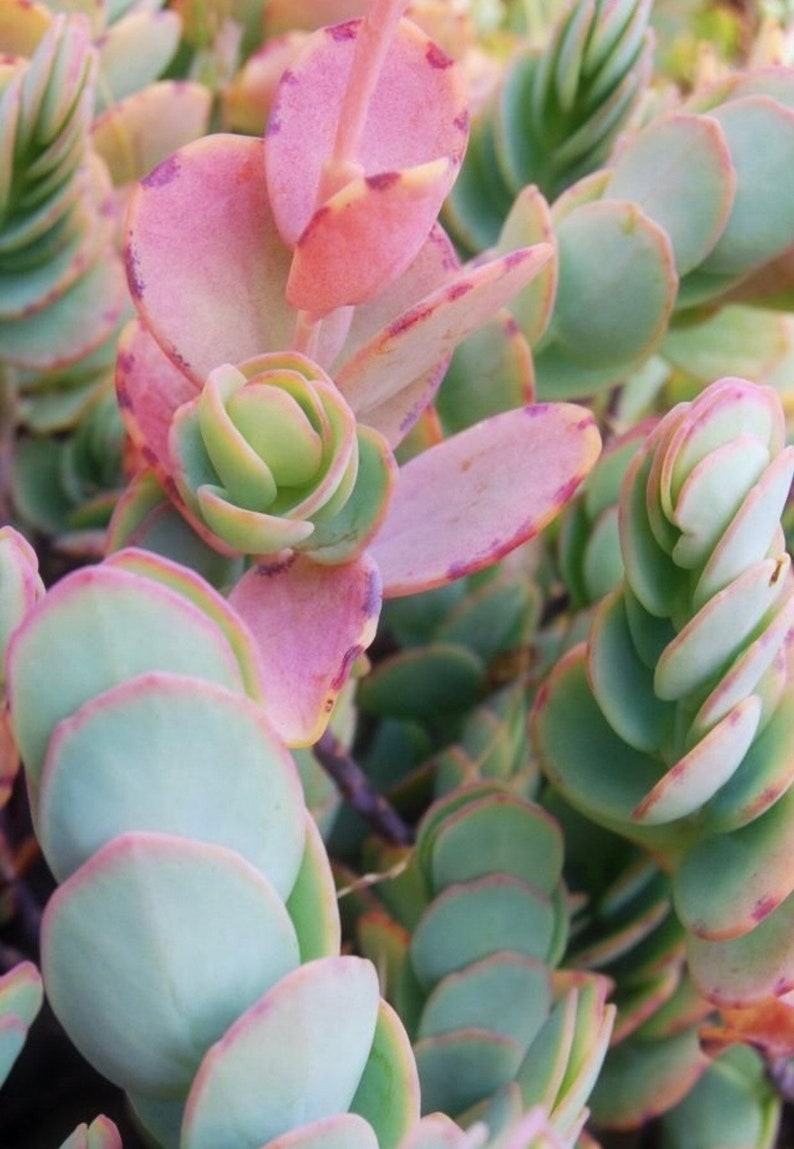 Marnier’s Kalanchoe (kalanchoe Marnieriana), Rare Succulents - Etsy