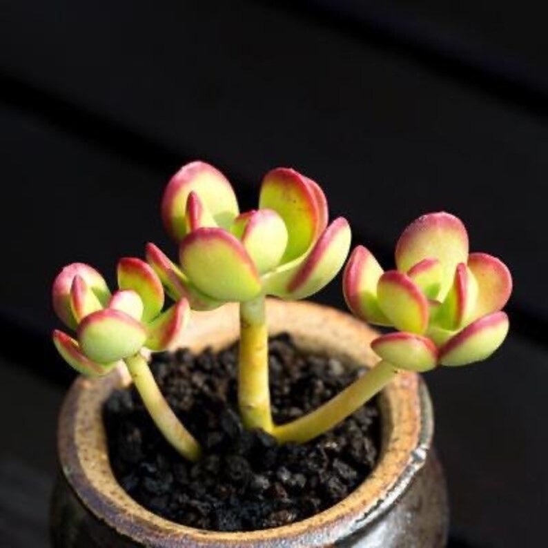 Sedum Dendroideum Tree Stonecrop Rare Succulents With | Etsy