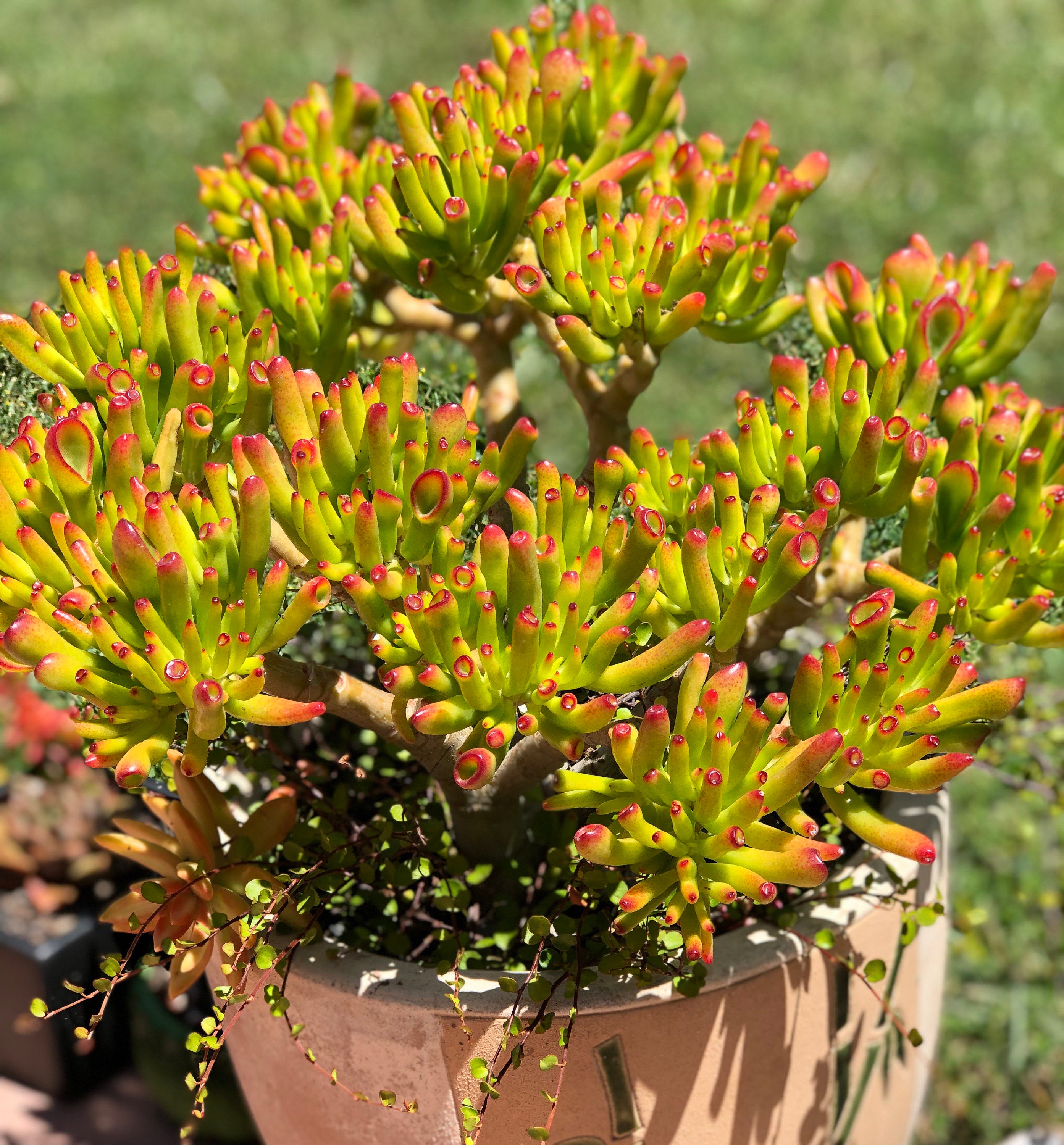 Crassula Ovata-Gollum Jade succulent Ogre ears Shrek | Etsy