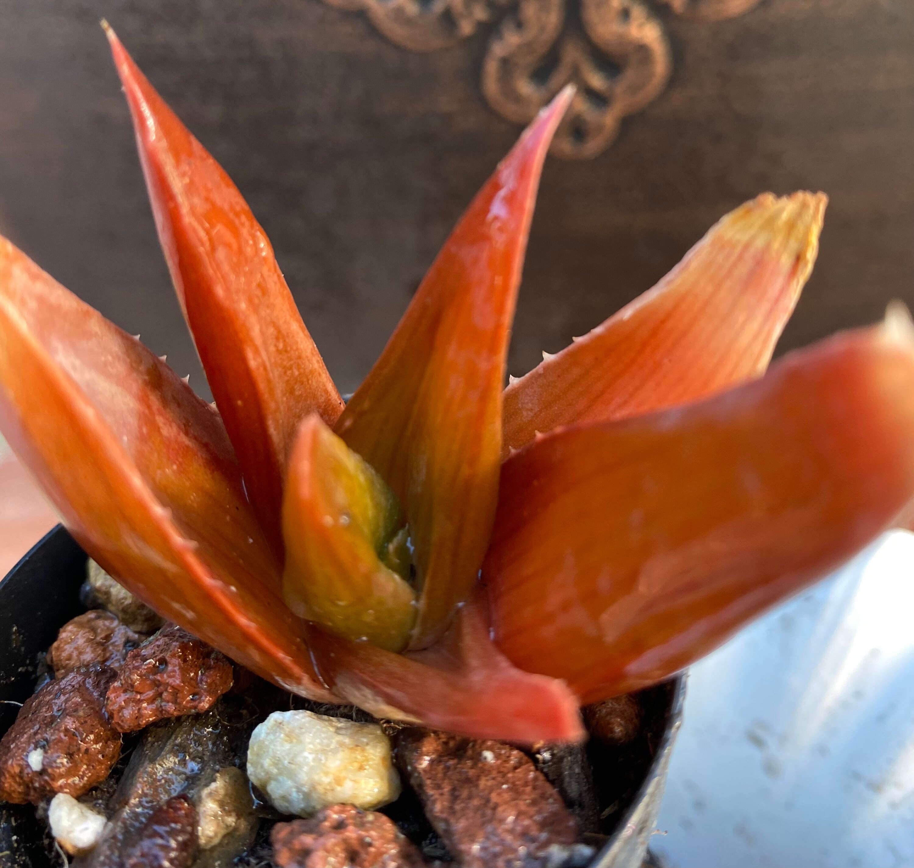 Haworthia Pentagona Succulent Very Rare Easy Grow Stay - Etsy