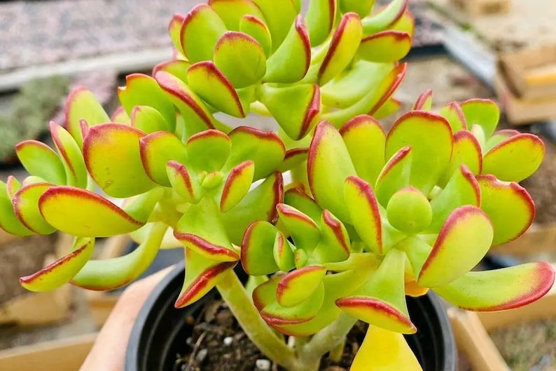 Sedum Dendroideum Tree Stonecrop Rare Succulents With | Etsy
