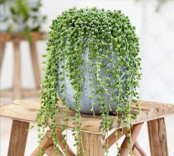 String of Pearls Live Succulent Hanging Basket Indoor House Plant Well Rooted