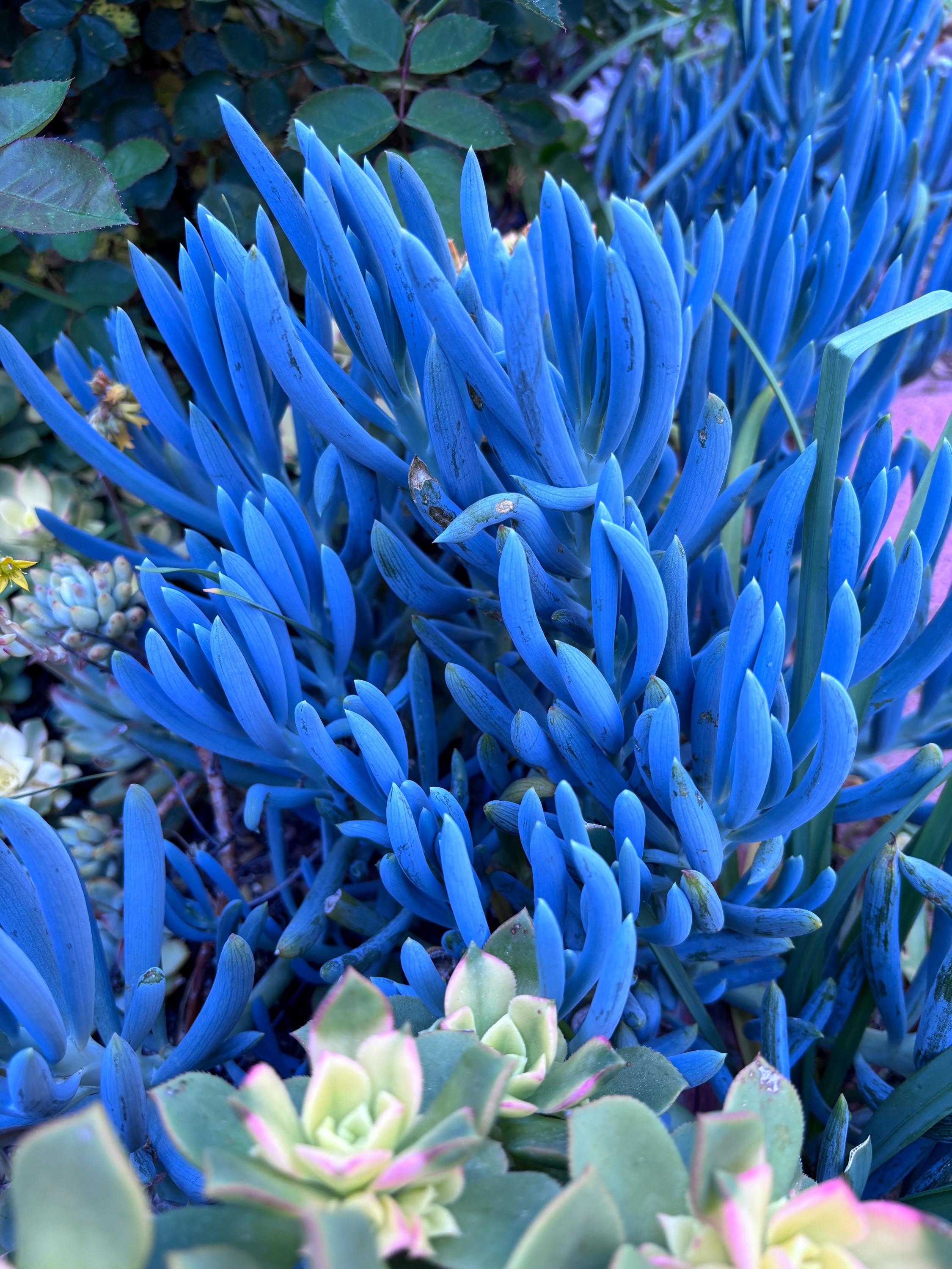 Blue Chalk Sticks，curio Repens, Easy Grow Hardy Succulents, Beautiful ...