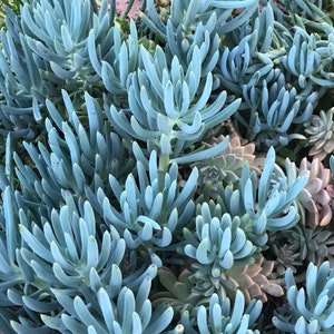 Blue Chalk Sticks Succulent, Curio Repens, Easy Grow Hardy Plant - Etsy