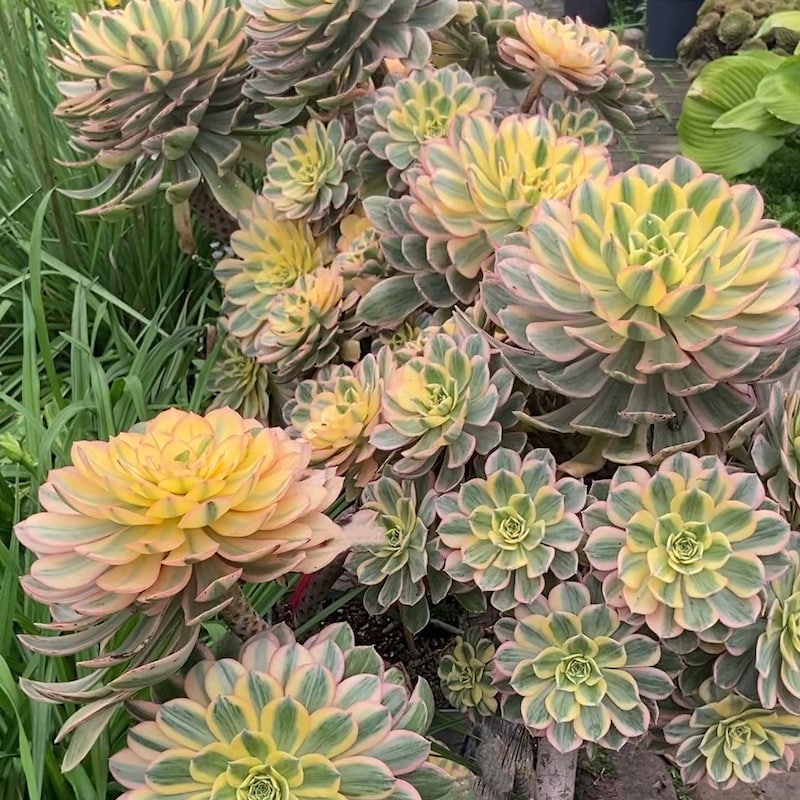 Crested Aeonium - Etsy