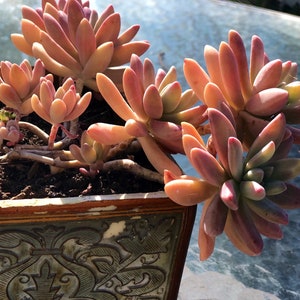 Graptosedum “francesco Baldi”, Darley Sunshine, Hardy Succulents ...