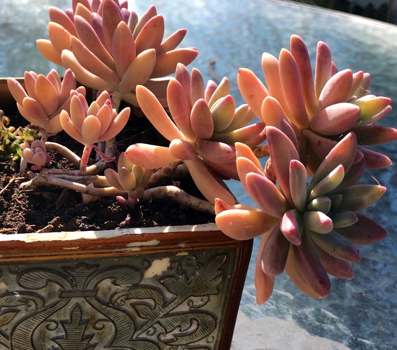 Graptosedum francesco Baldi Darley Sunshine Hardy - Etsy