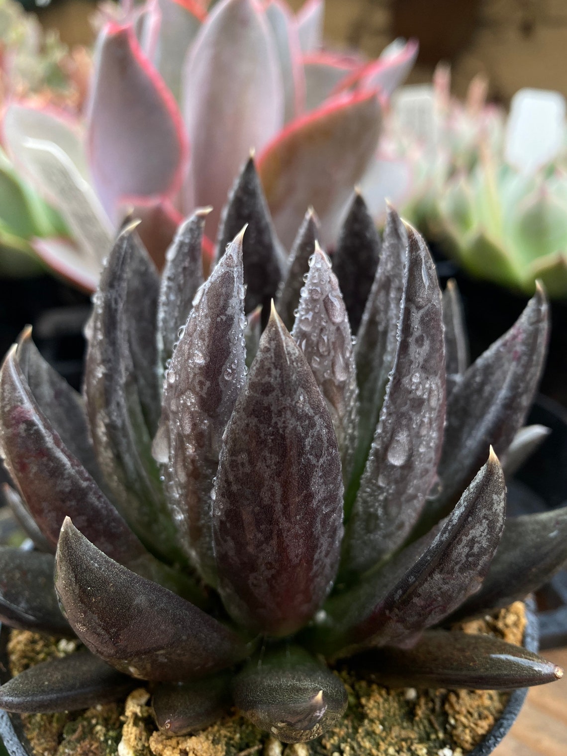 Echeveria affins' Black Knight Very Rare Black - Etsy