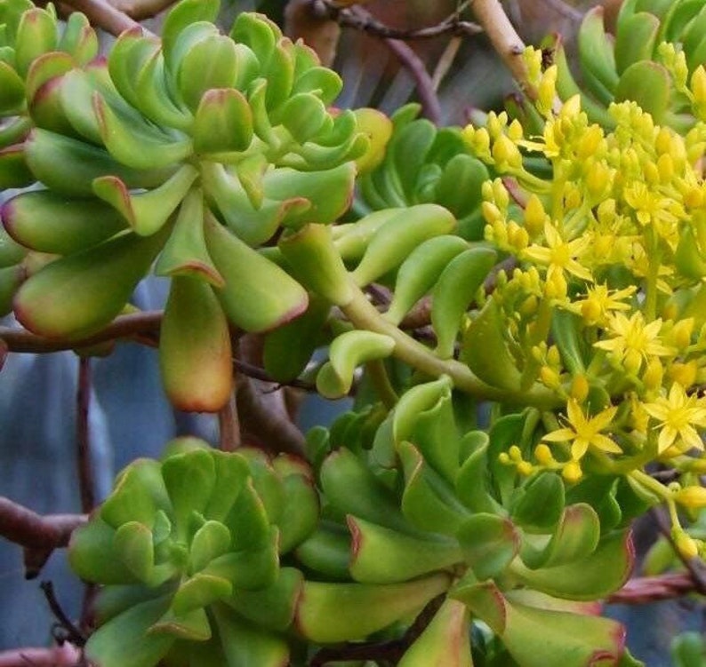 Sedum Dendroideum Tree Stonecrop Rare Succulents With | Etsy