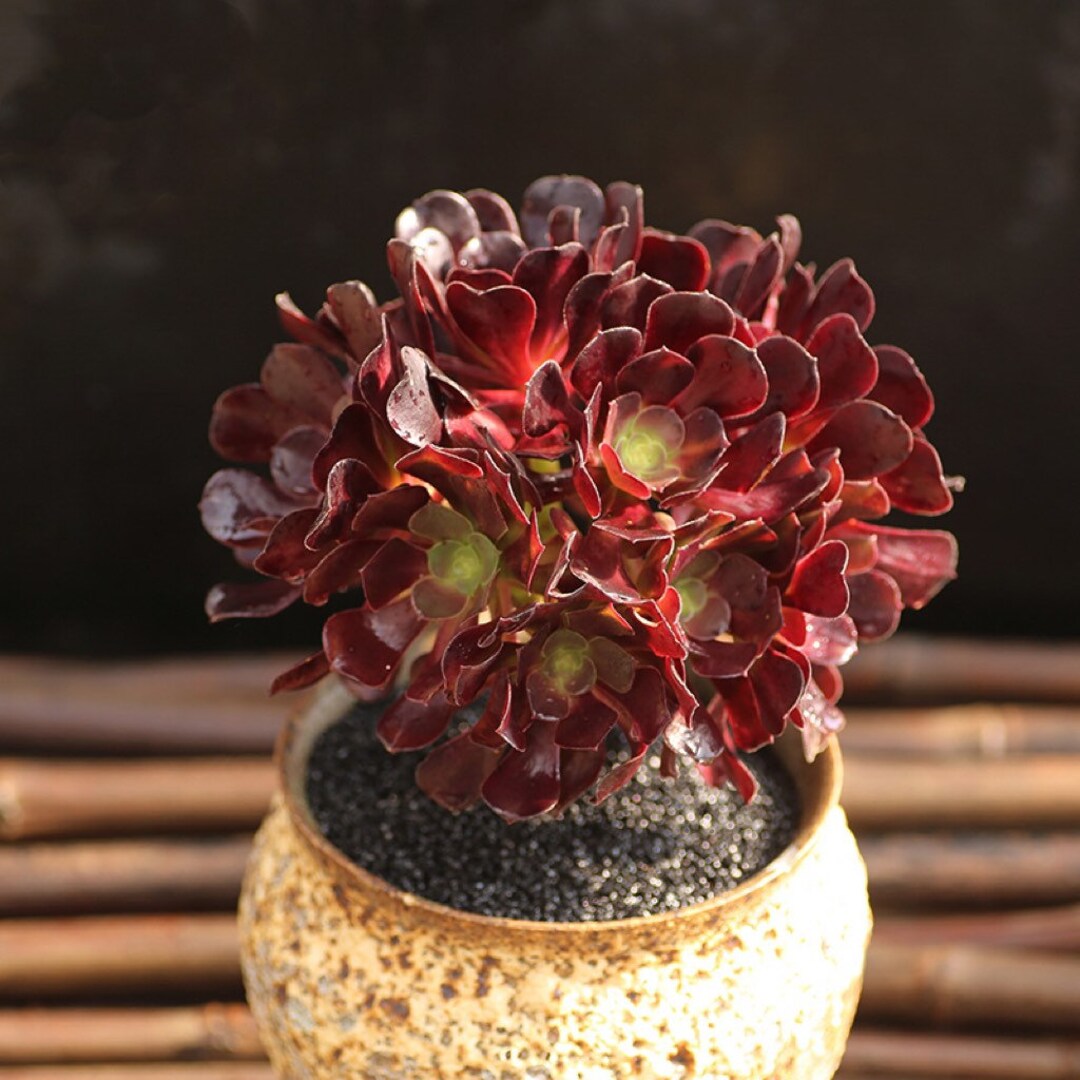 Authentic Aeonium Arboretum Velour European Glossy Dark Red - Etsy