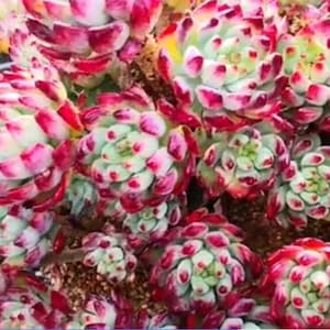 Sedeveria Blue Elf, Rare Succulents - Etsy