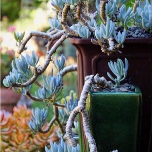 Blue Chalk Sticks，curio Repens, Easy Grow Hardy Succulents, Beautiful ...