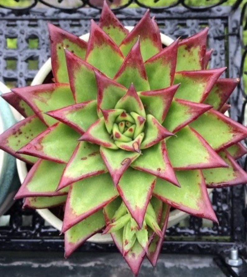 Echeveria Agavoides Lipstick, Rare Succulent, Limited Variety From Few ...