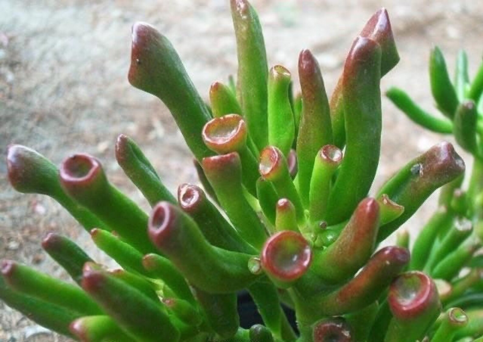 Crassula Ovata-gollum Jade Succulent ogre Ears shrek - Etsy