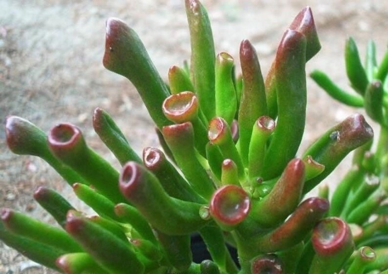 Crassula Ovata-gollum Jade Succulent ogre Ears shrek - Etsy