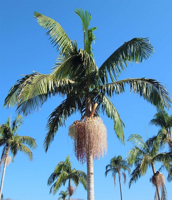Elegant Queen Palm Tree Seeds 20 or 50 Seeds - Etsy