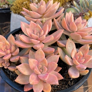 California Sunset, Sedum Sunset, Hardy Succulents - Etsy