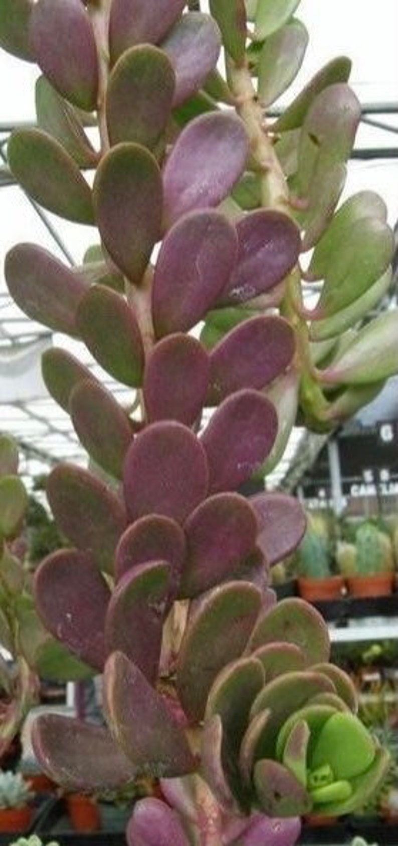 Senecio Jacobsenii Trailing Jade Creeping Jade Vining Jade - Etsy