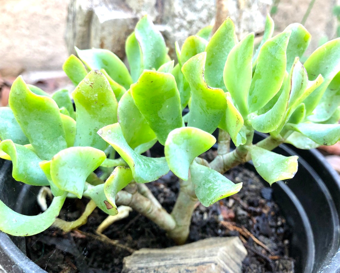 Ripple Jadejitters Jade Houseplant Cute Succulent Bonsai | Etsy