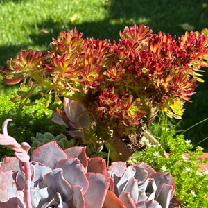 Aeonium Sunset, Rare Limited Hybrid Variegated Aeonium Succulents, Easy ...
