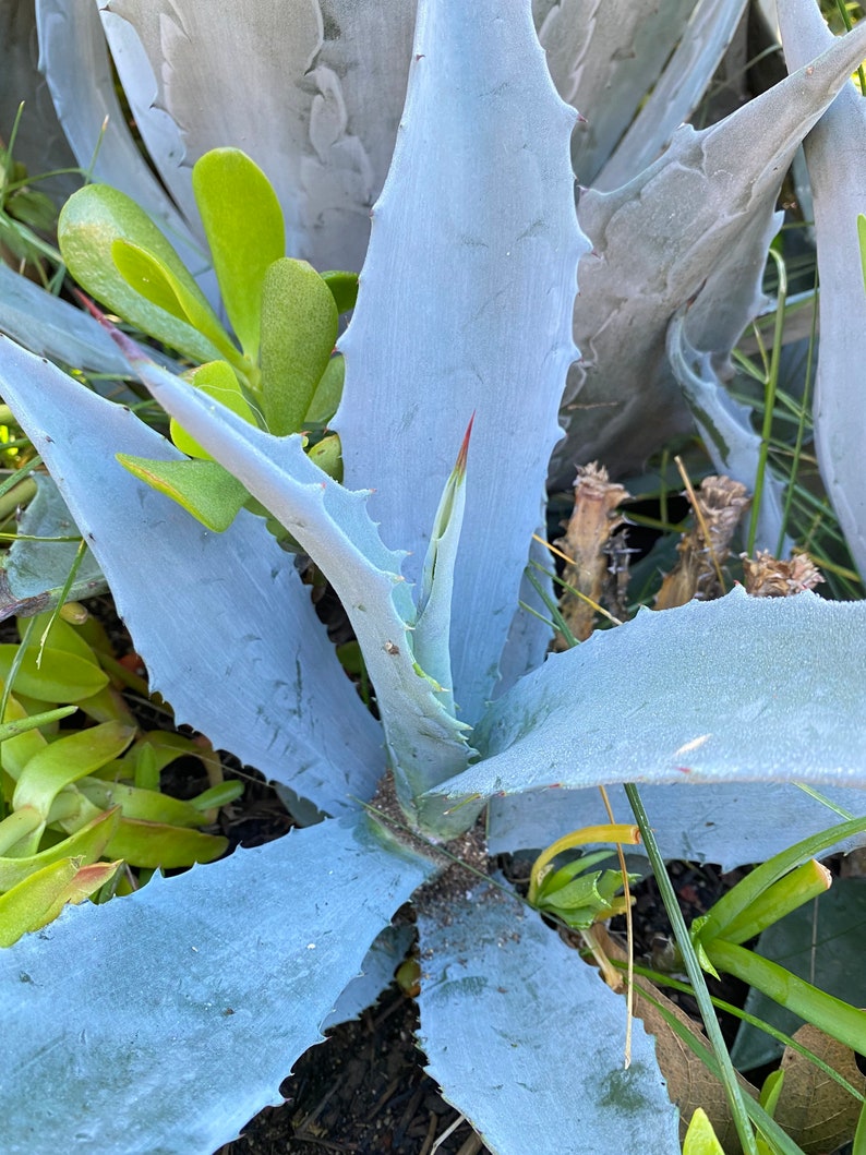 Agave Americana Common Names Century Plant Bare Rooted | Etsy