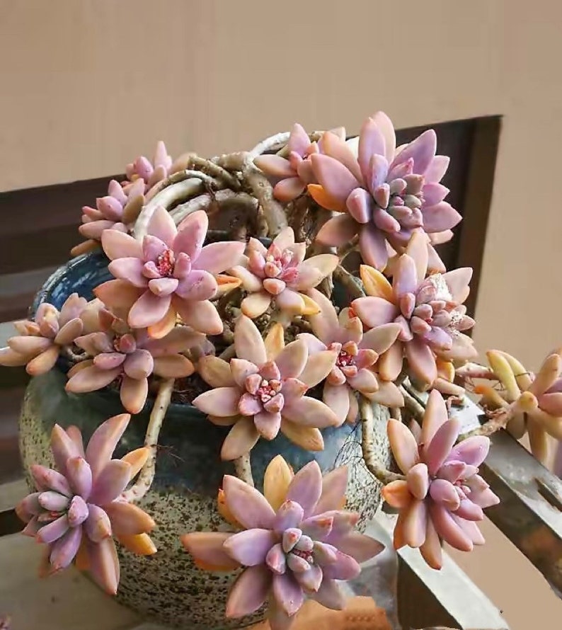 Graptosedum francesco Baldi Darley Sunshine Hardy - Etsy