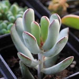 Cotyledon Orbiculata, White Sprite, Rare Succulent, White Powdered - Etsy
