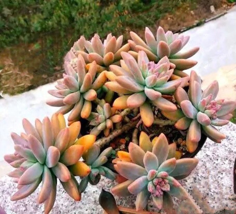 Graptosedum francesco Baldi Darley Sunshine Hardy - Etsy