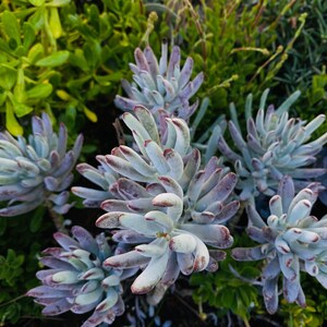 Cotyledon Orbiculata, White Sprite, Rare Succulent, White Powdered - Etsy