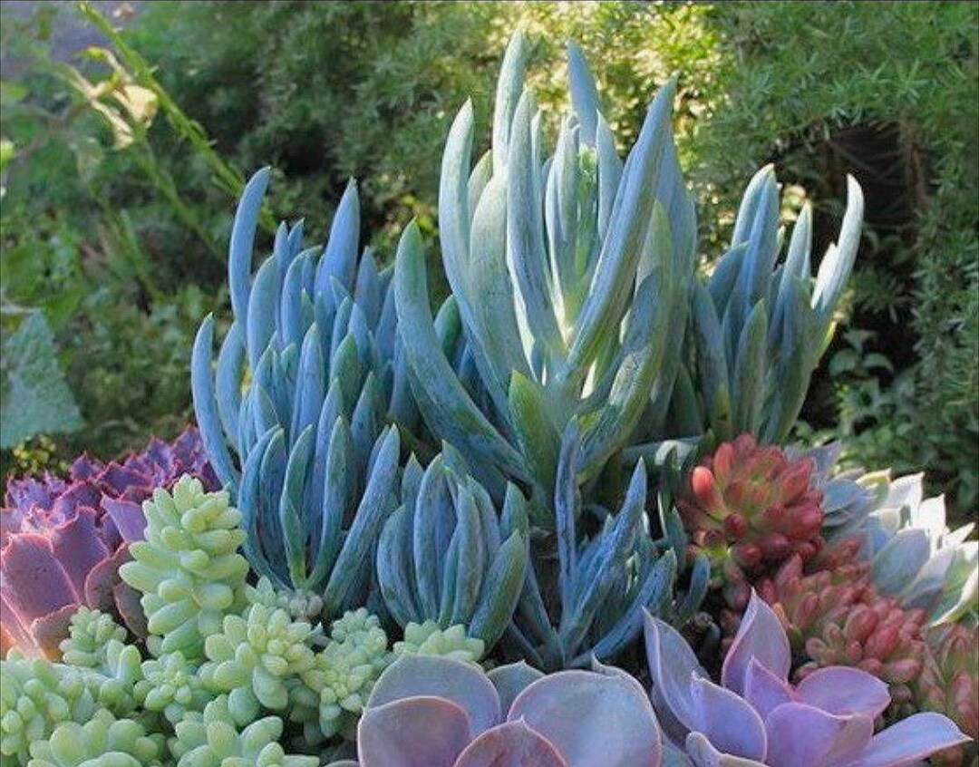 Blue Chalk Sticks，curio Repens, Easy Grow Hardy Succulents, Beautiful ...