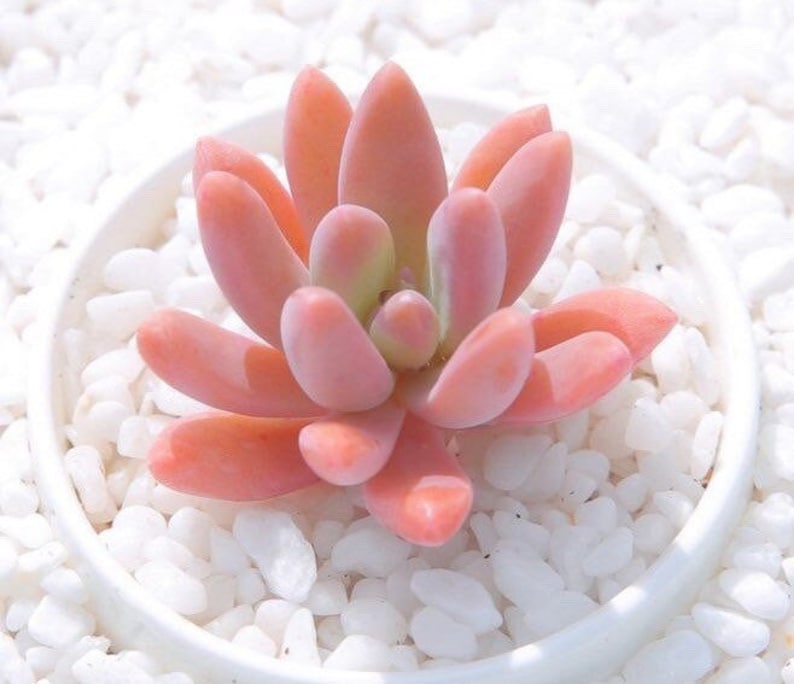 Graptosedum francesco Baldi Darley Sunshine Hardy - Etsy