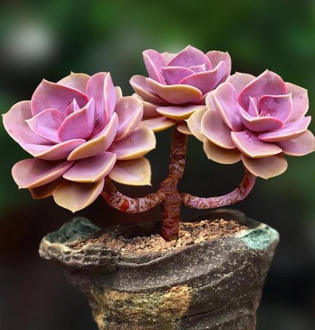 Echeveria Perle Von Nurnberg, Rare Succulents, All Seasons Purple Color, Well Rooted Plants 4-6 ...