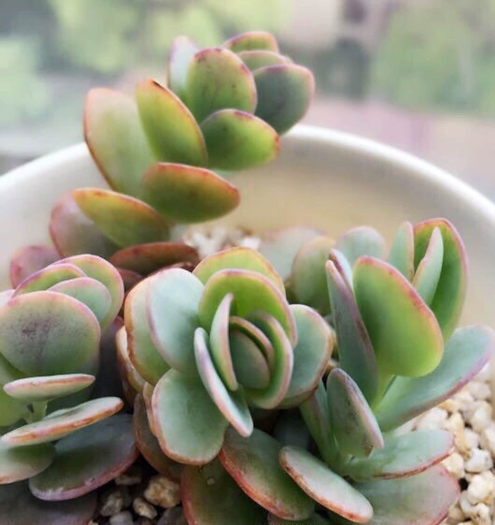 Marnier’s Kalanchoe (kalanchoe Marnieriana), Rare Succulents - Etsy