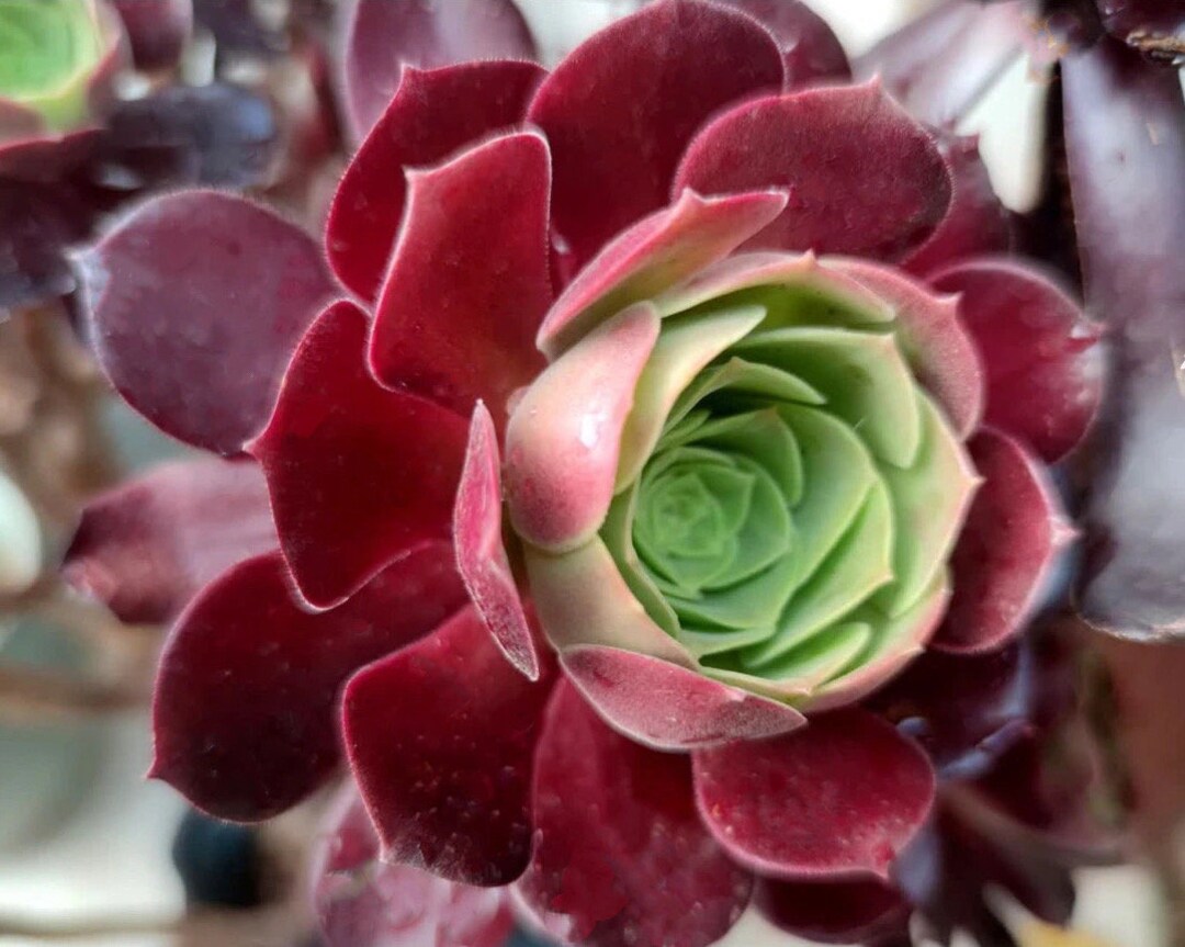 Authentic Aeonium Arboretum Velour European Glossy Dark Red - Etsy