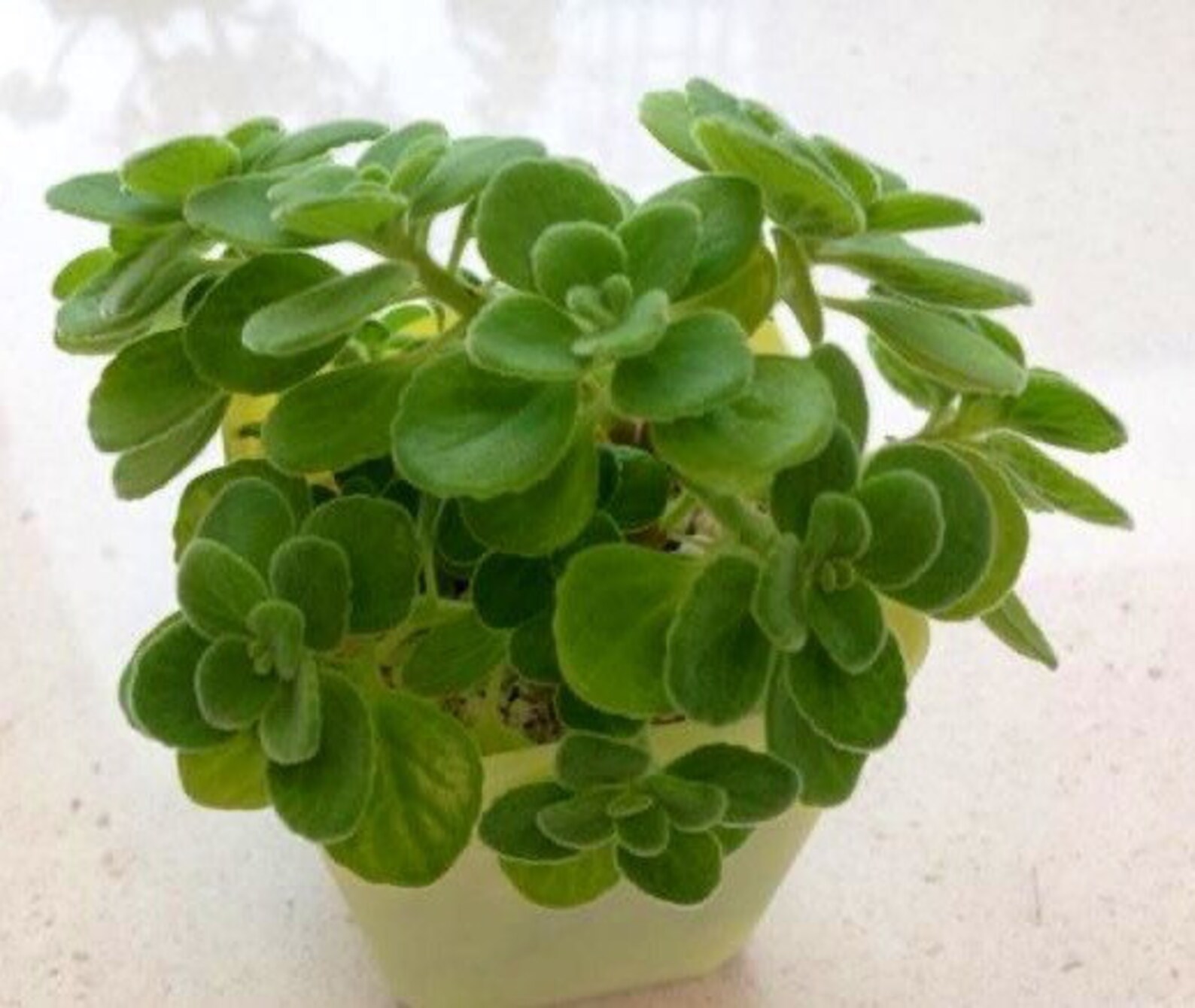 Vicks Plant, Plectranthus Tomentosa, Rare Herb/ Succulent With Pleasant ...