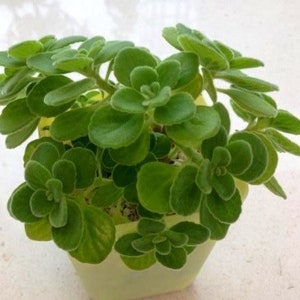 Vicks Plant, Plectranthus Tomentosa, Fragrant Herb Succulent - Etsy