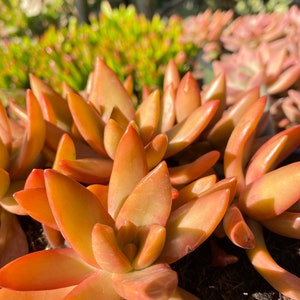 California Sunset, Sedum Sunset, Hardy Succulents - Etsy