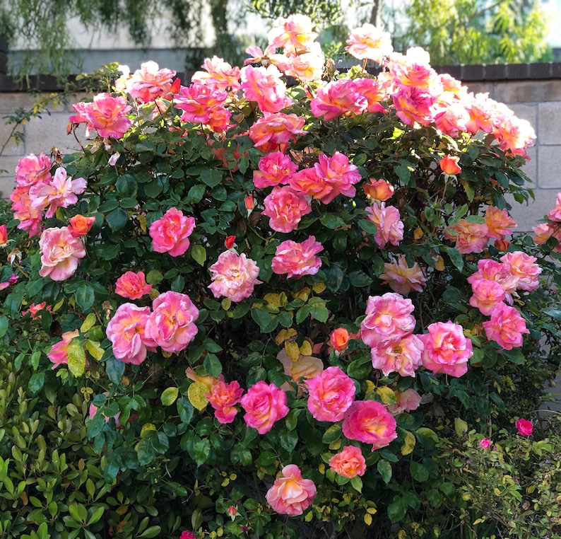 6 Sheila's Perfume Rose Cuttings Floribunda Free | Etsy