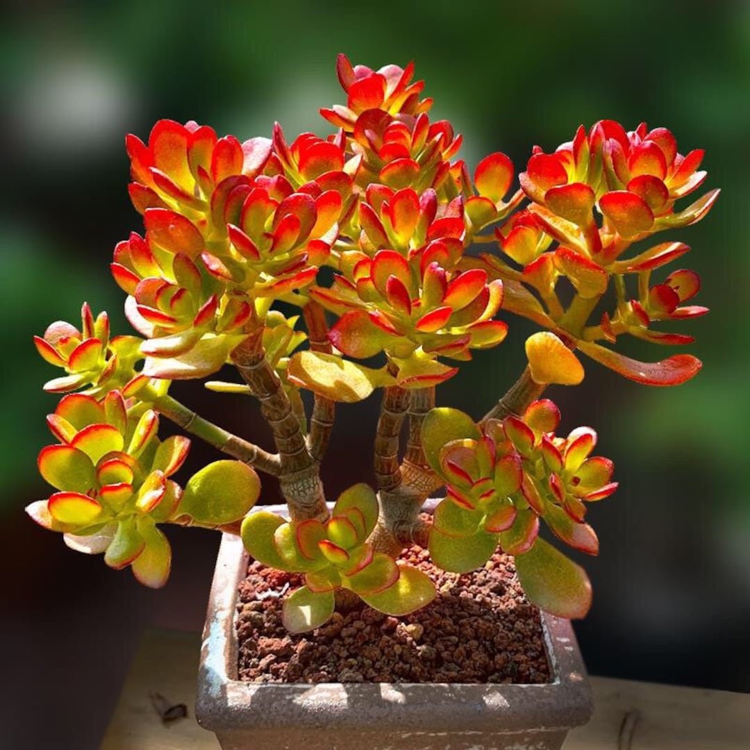 Jade Plant Lucky Plant Money Plant Money Tree Crassula Ovata Crosby Compact Jade Bonsai Tree Etsy