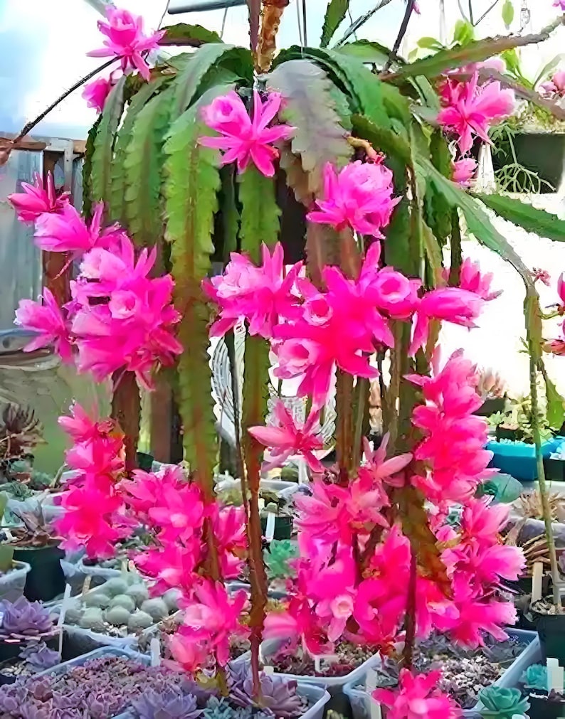 Epiphyllum Orchid, Multiple Rooted Plants (12” Tall) or Stem Cuttings ...