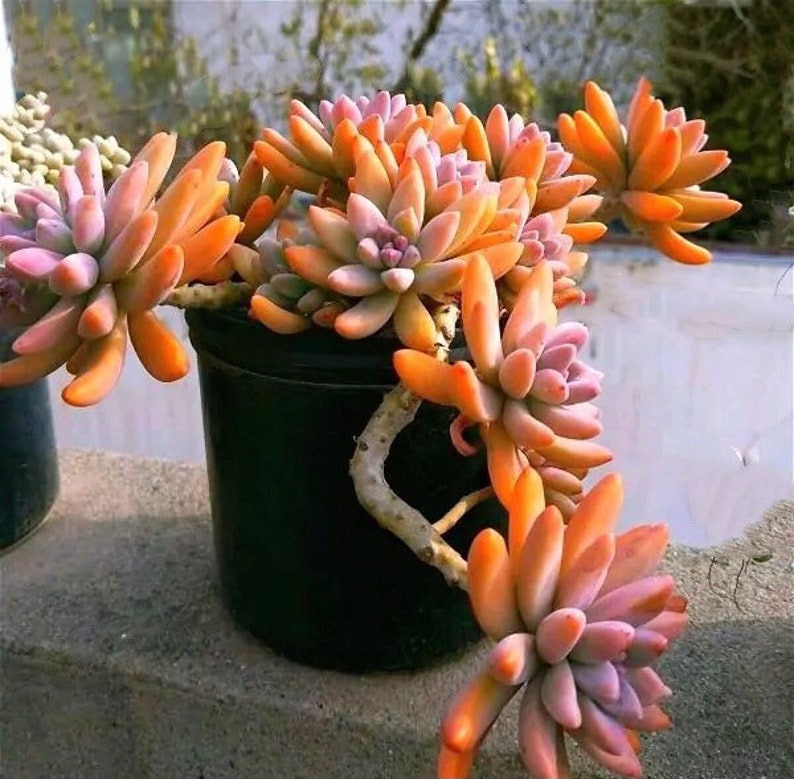 Graptosedum francesco Baldi Darley Sunshine Hardy - Etsy
