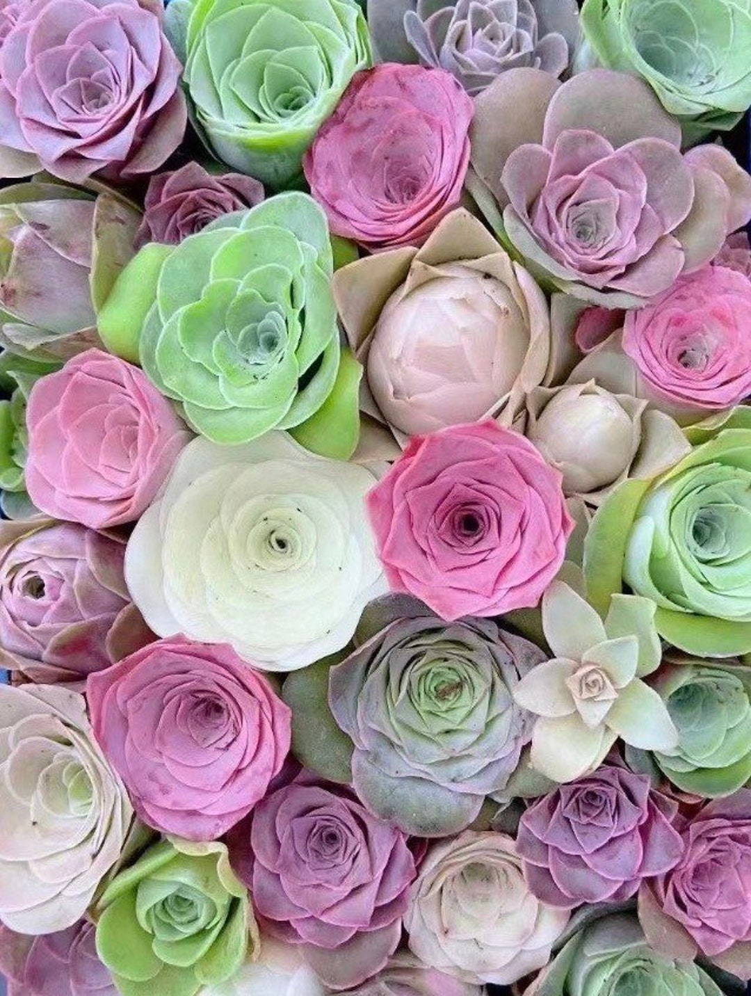 S28-aeonium Greenovia Mix, Mountain Rose， Mixed Varieties, 40+ Premium ...