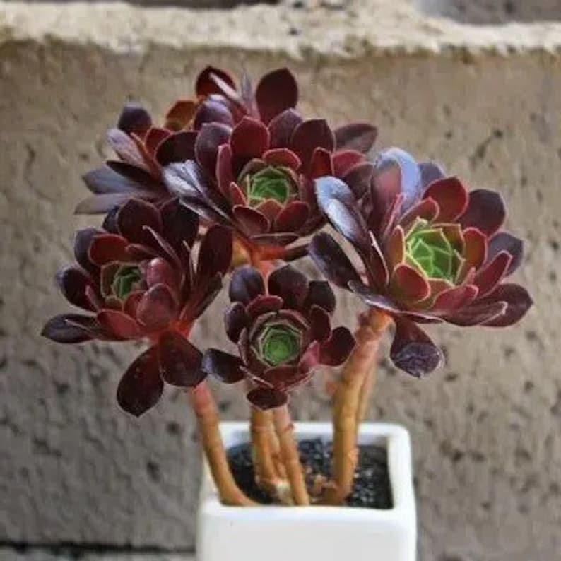 Aeonium Voodoo Rare Limited Aeonium Succulents Easy to Form - Etsy