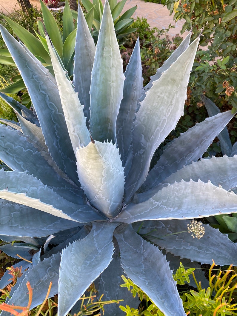 Agave Americana Common Names Century Plant Bare Rooted | Etsy