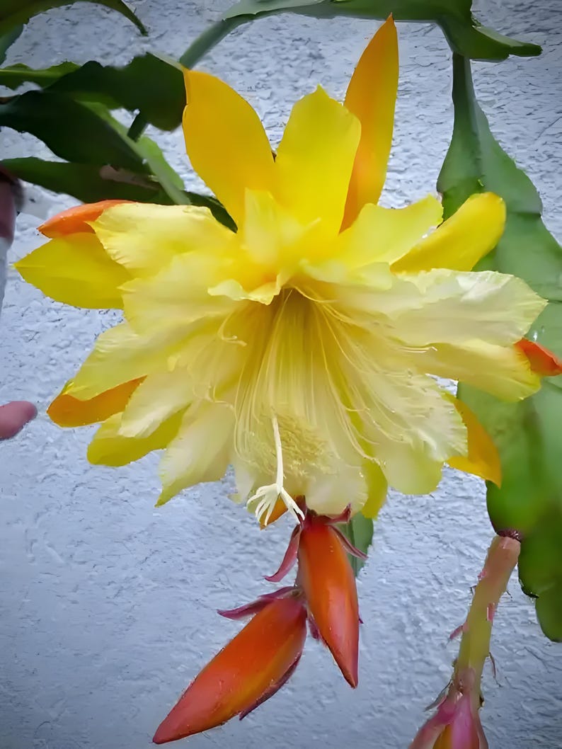 Epiphyllum Orchid Cactus, Rooted Plants or Stem Cuttings, Mixed Colors ...