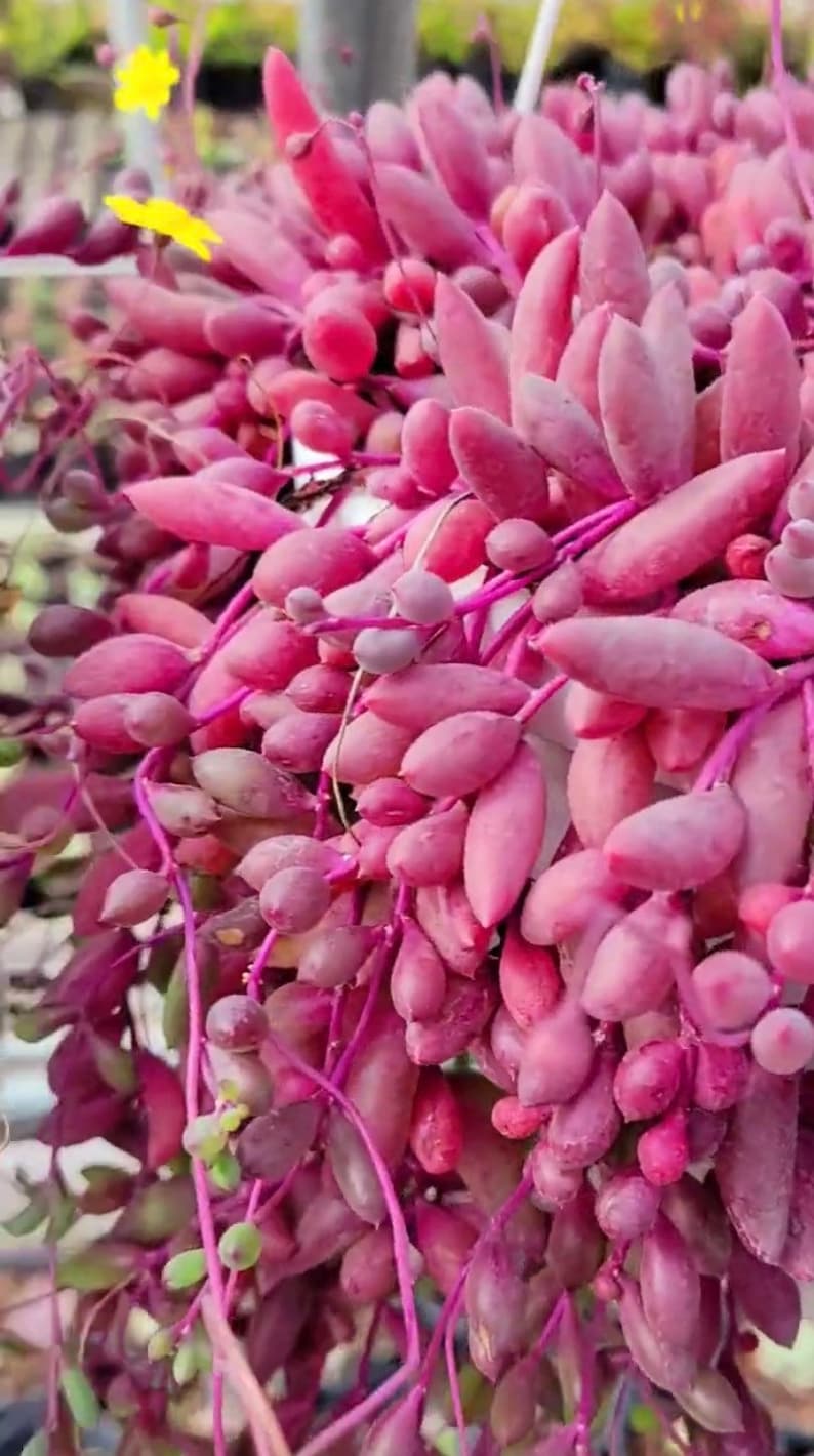 Ruby Necklace, Othonna Capensis, Colorful Trailing Succulents for ...