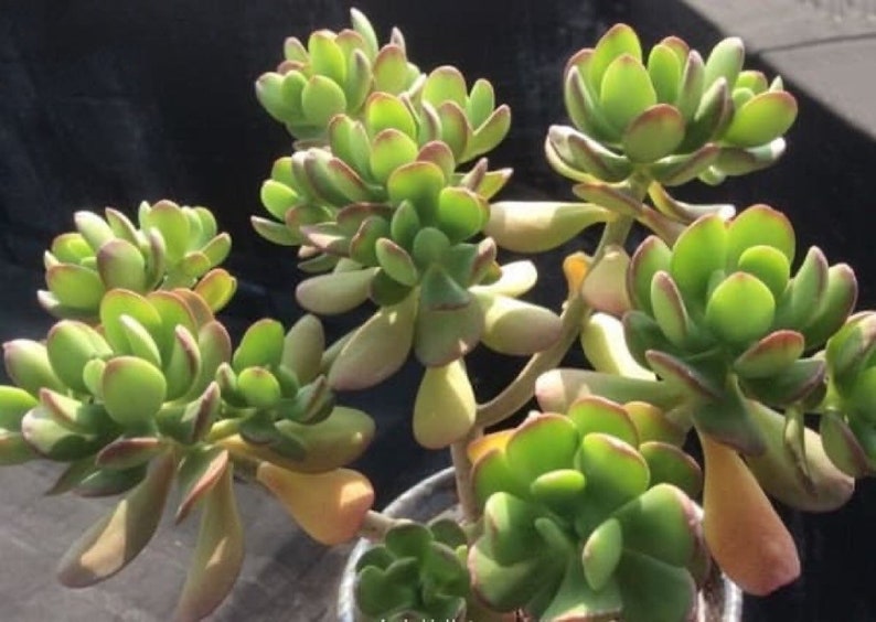 Sedum Dendroideum Tree Stonecrop Rare Succulents With | Etsy