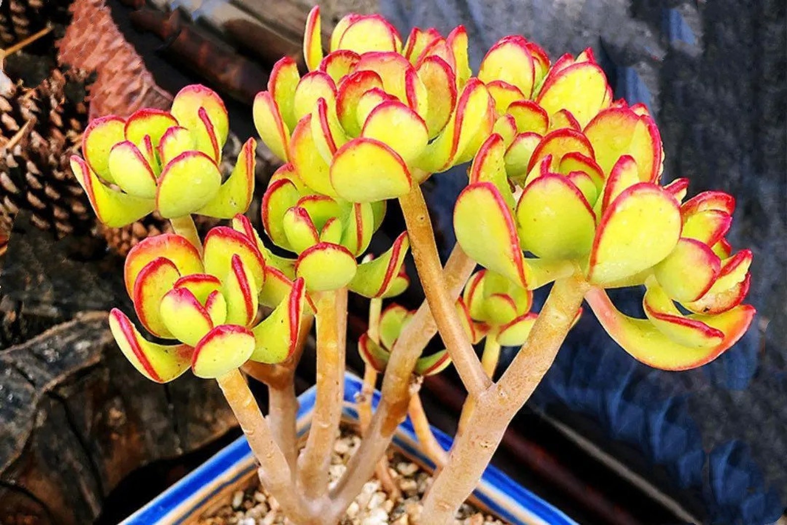 Sedum Dendroideum, Tree Stonecrop, Rare Succulents With Massive Long ...