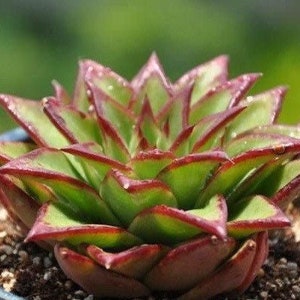 Echeveria Agavoides Lipstick, Rare Succulent, Limited Variety From Few ...