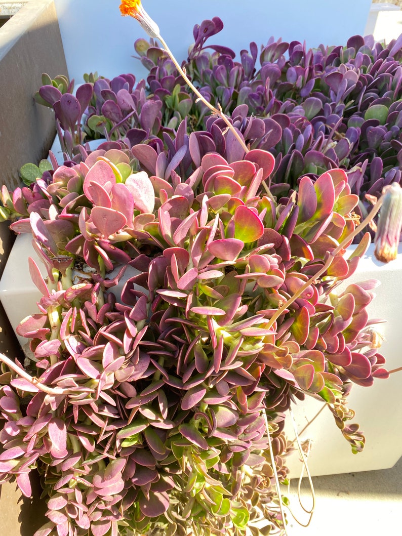 Senecio Jacobsenii Trailing Jade Creeping Jade Vining Jade - Etsy